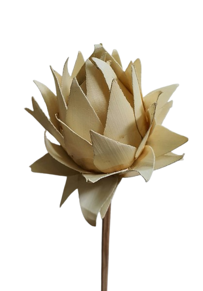 Preserved Palm Cap | Whitewash | Luxe Coastal Home