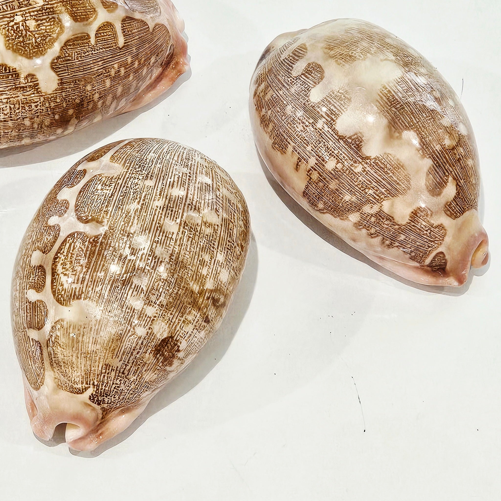 Cyprea Mappa Sea Shell Coastal Decor - Luxe Coastal Home