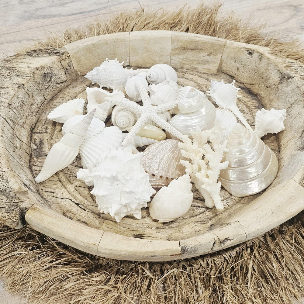 Premium Coral and Shell Pack Home Decor | Luxe Coastal Home