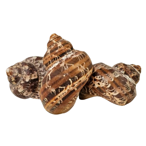 Polished Turbo Natural Shell. - Luxe Coastal Home