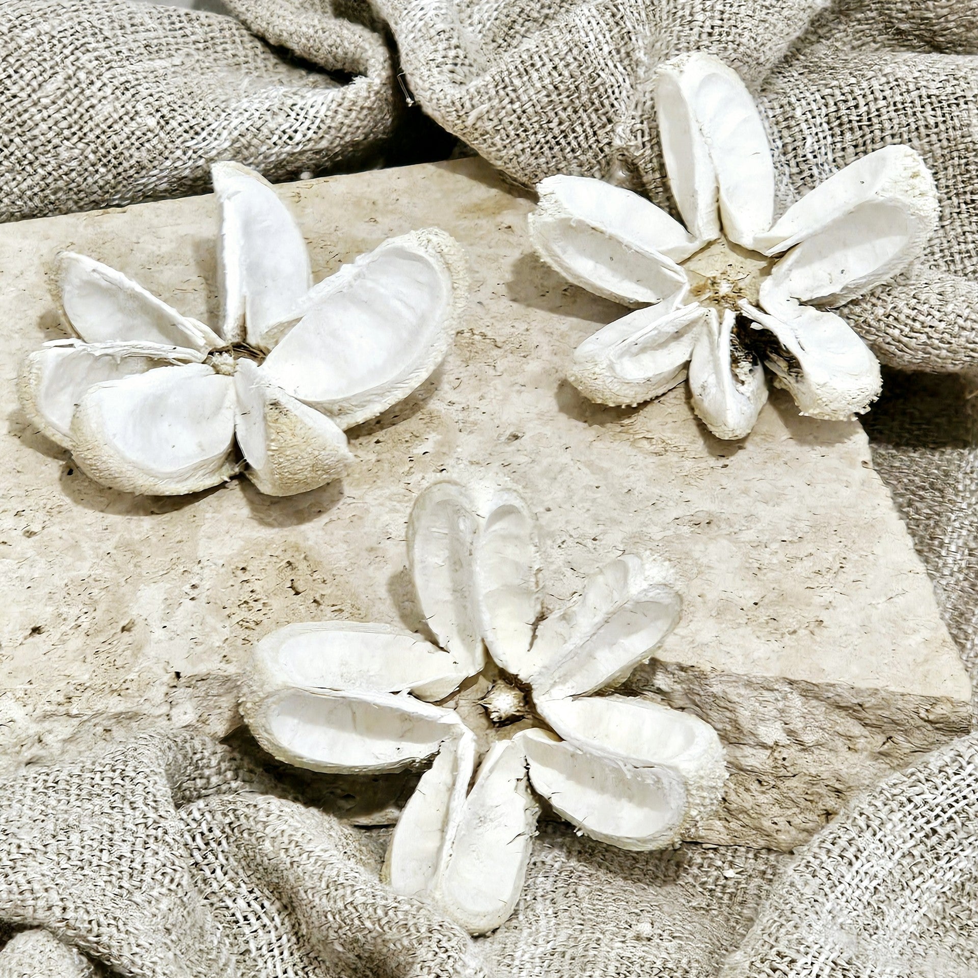 Preserved Wild Orange Botanical Pod | Luxe Coastal Home